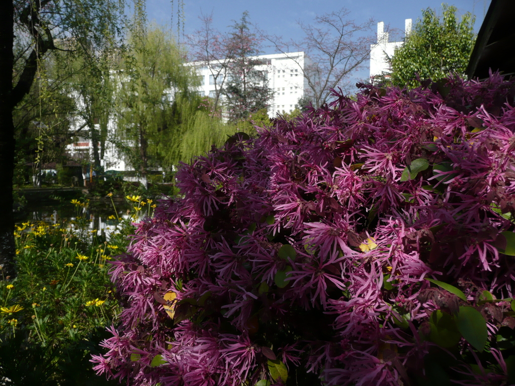 Red Strap Flower from 中国云南省昆明市西山区 on March 8, 2022 at 10:33 AM by ...