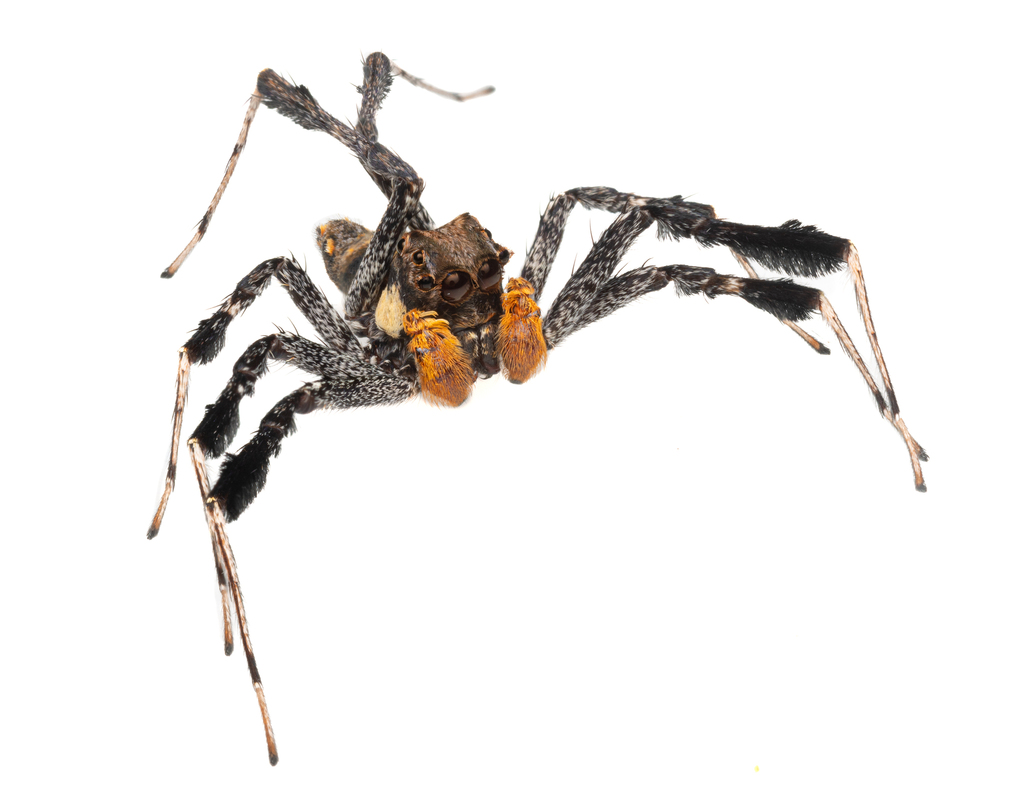 Fringed Jumping Spider in December 2023 by Nick Volpe · iNaturalist