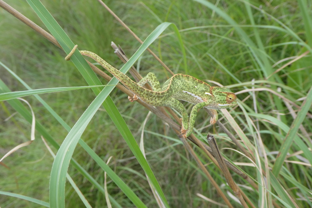 Flap-necked Chameleon from Mahogany Ridge, Pinetown, 3608, South Africa ...