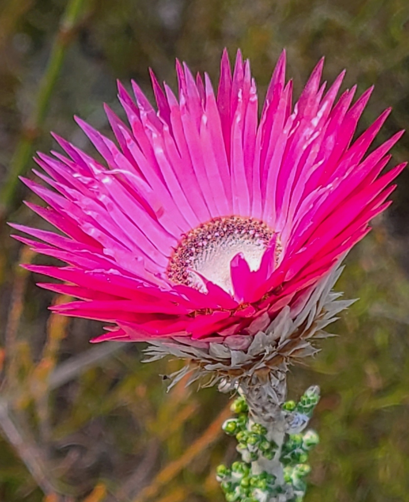 Cape everlasting from Fernkloof Nature Reserve, Hermanus, 7200, South ...