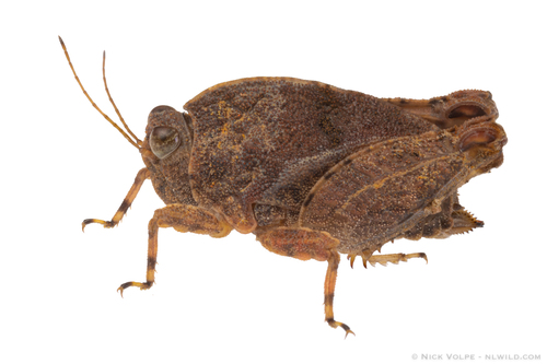 Austrohyboella gibbera · NaturaLista Colombia