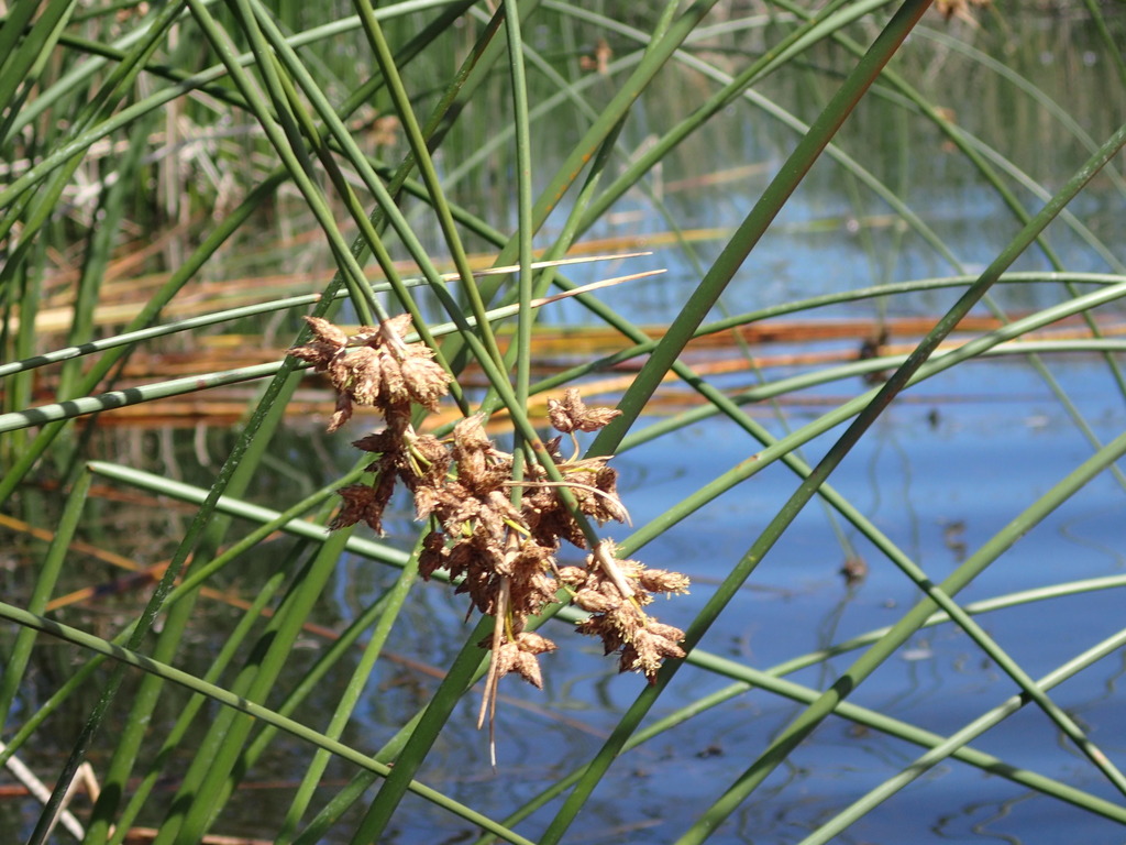 hardstem bulrush from Division No. 3, AB, Canada on July 22, 2019 at 12 ...
