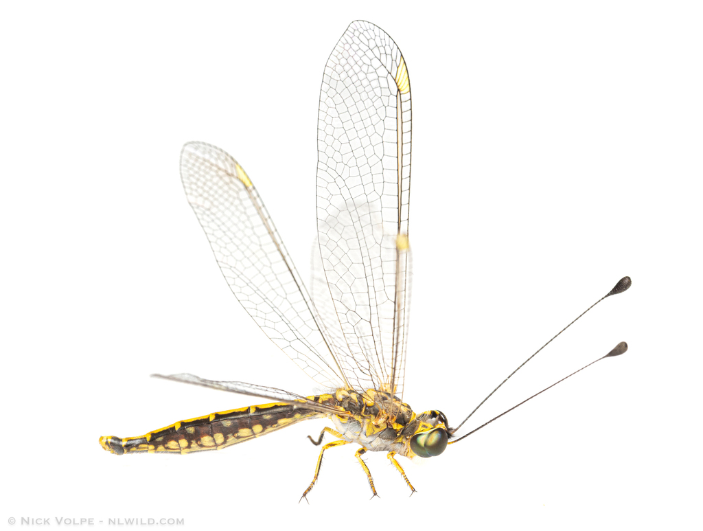 Suhpalacsa from Middle Point NT 0822, Australia on December 30, 2023 at ...