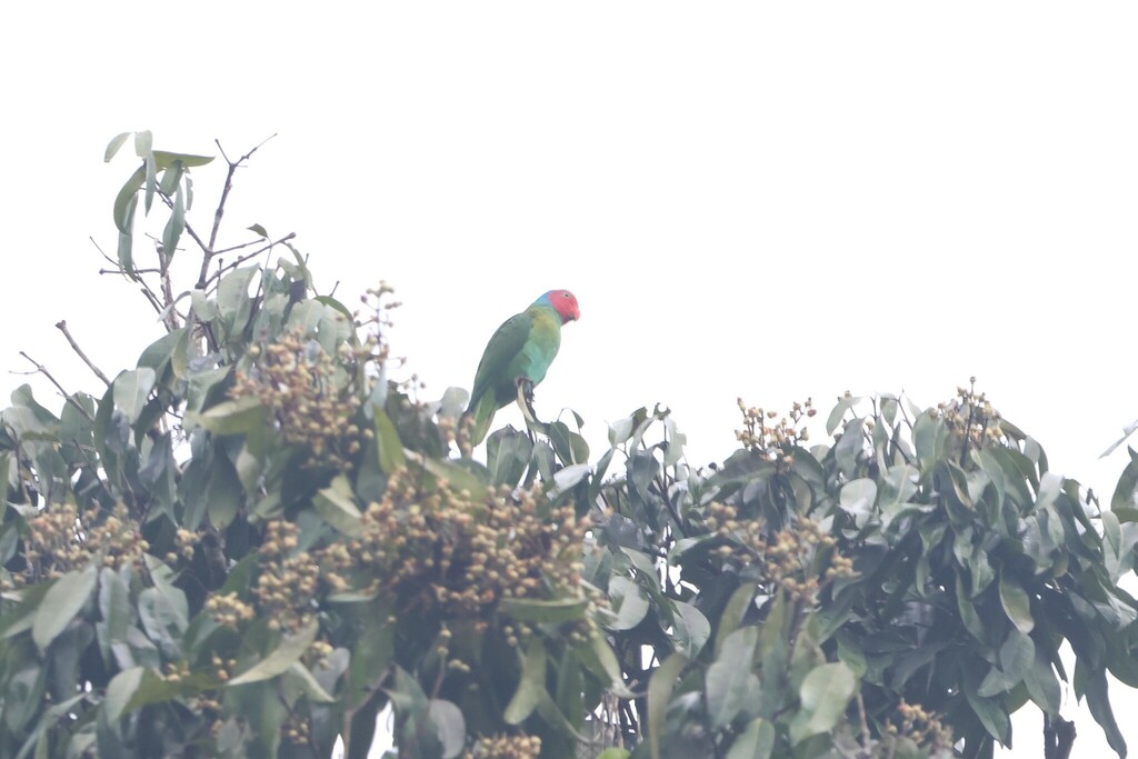 Red-cheeked Parrot from East Halmahera Regency, North Maluku, Indonesia ...