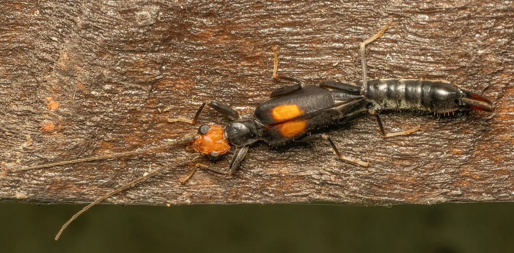 Diplatyidae from Lumiar, Nova Friburgo - RJ, Brazil on November 6, 2024 ...