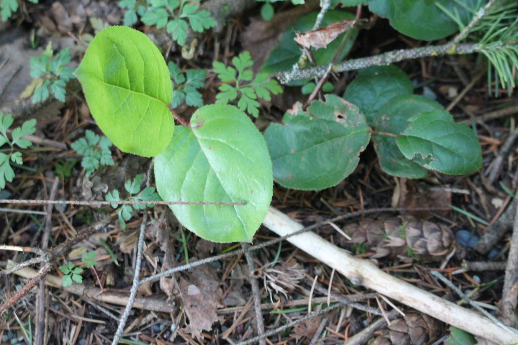 salal from Langley Twp, BC, Canada on December 15, 2024 at 04:22 PM by ...
