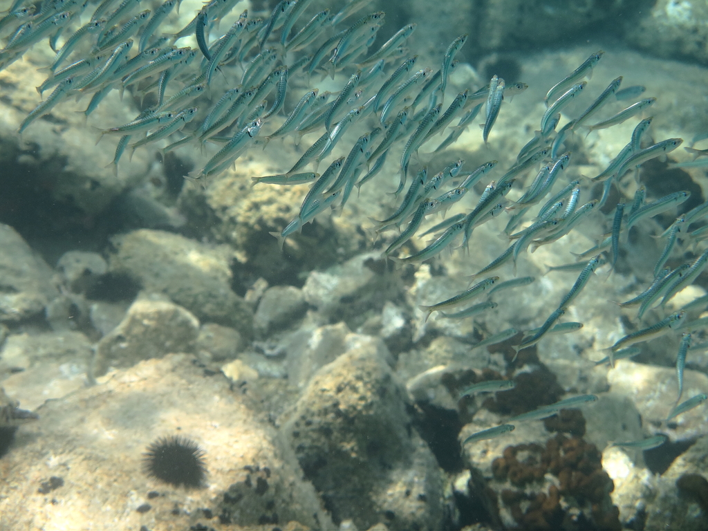 (Sardina) - Marine Life Identification