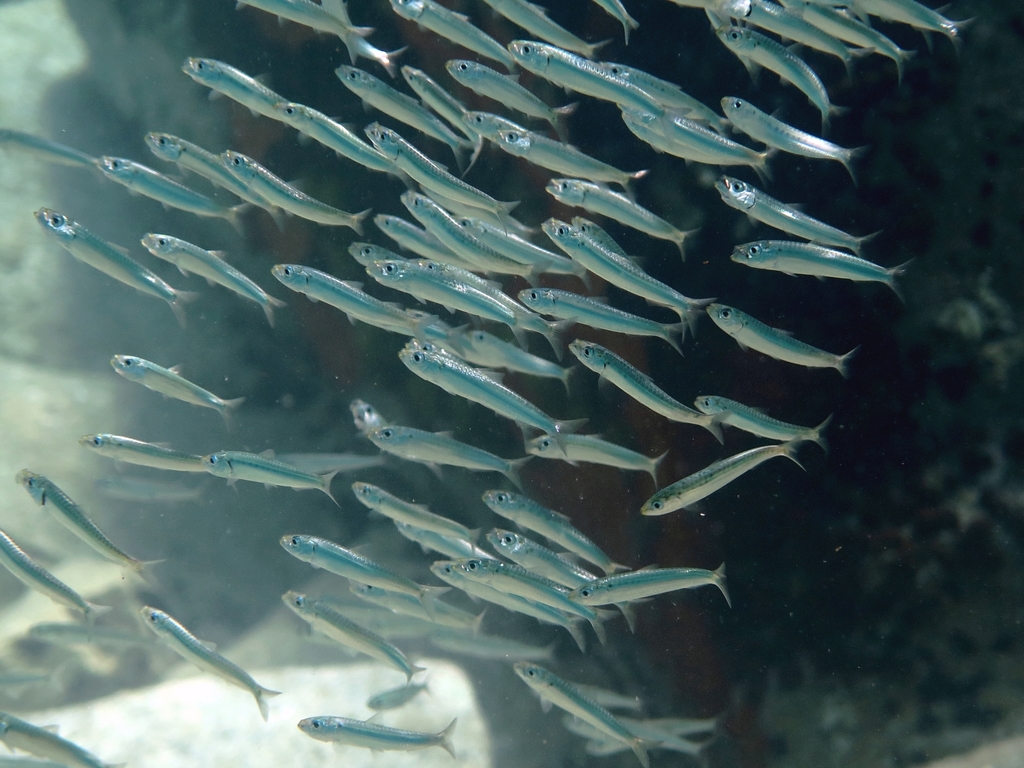 (Sardina) - Marine Life Identification