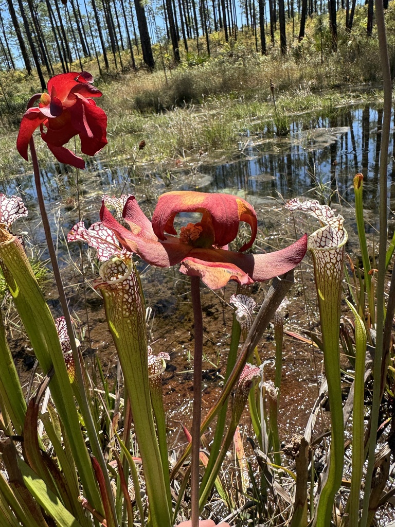 white pitcher plant in April 2024 by choochootrain · iNaturalist
