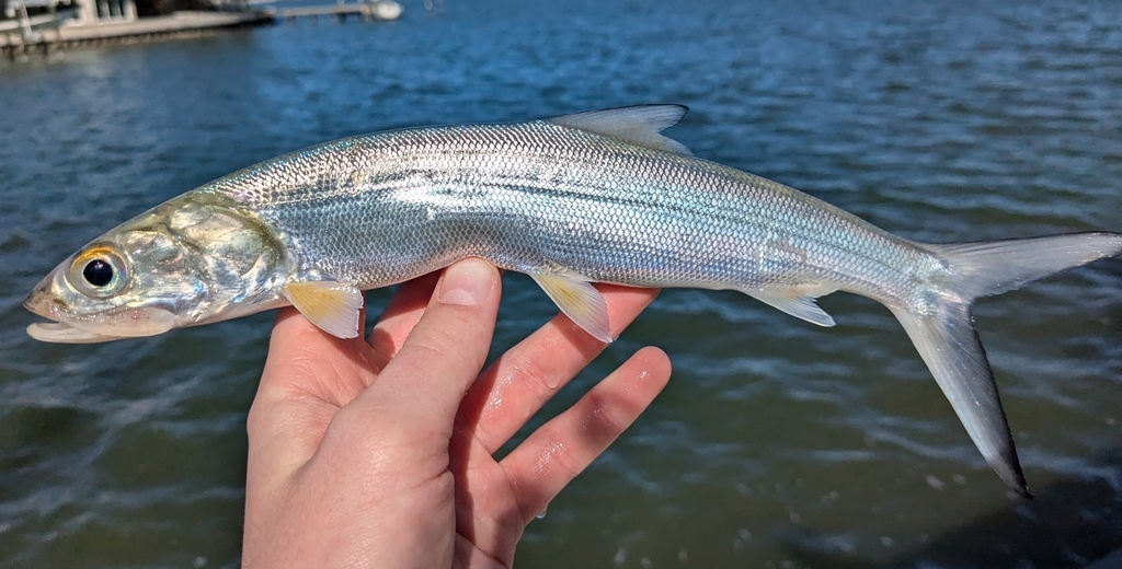Ladyfish (Saltwater Fish of Mississippi) · iNaturalist