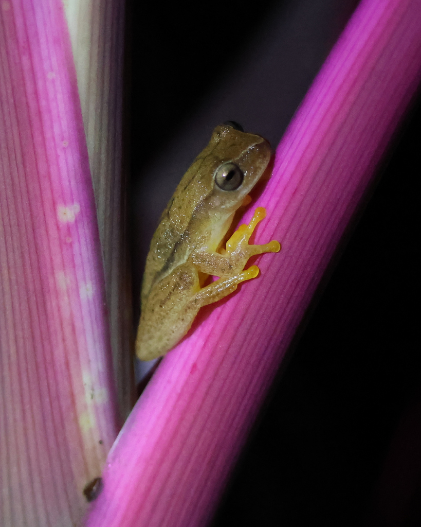 Yellow Tree Frog from Provincia de Puntarenas, Garabito, Costa Rica on ...
