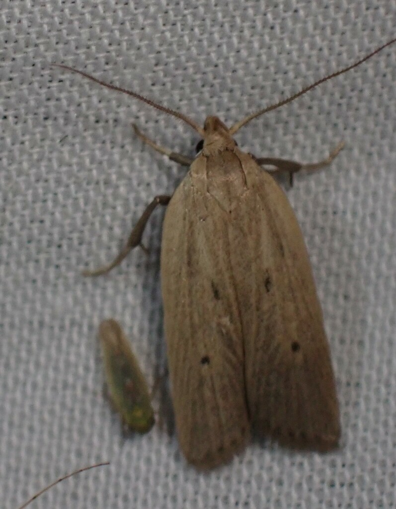 Gonioterma mistrella in July 2024 by Angus Mossman. At blacklight after ...