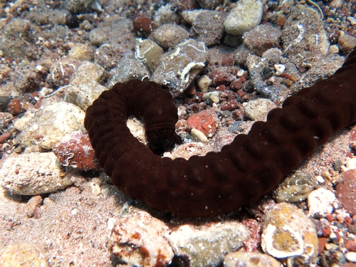 Synaptula reciprocans · iNaturalist