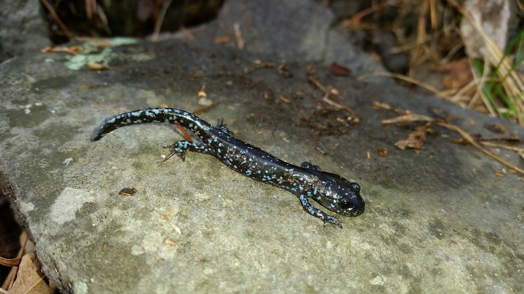 Blue Spotted Salamander Wisconsin