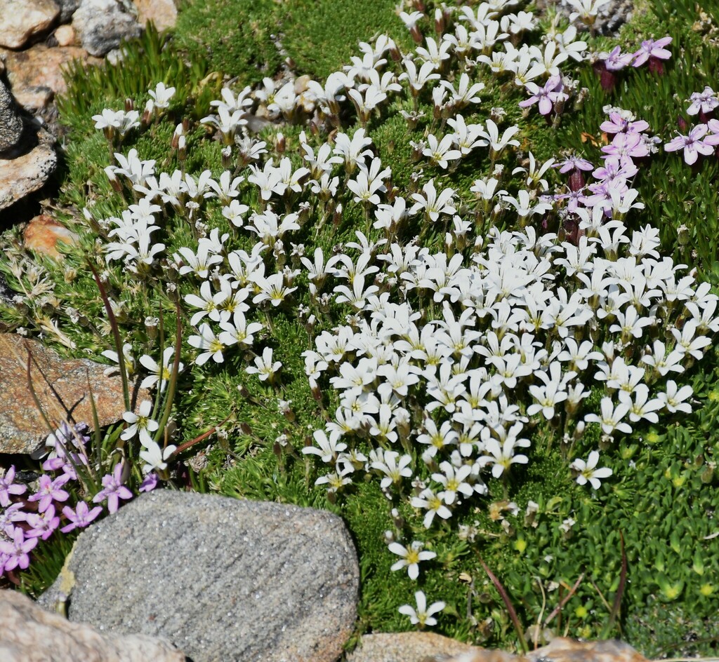 alpine sandwort from Larimer County, CO, USA on July 10, 2021 at 02:22 ...