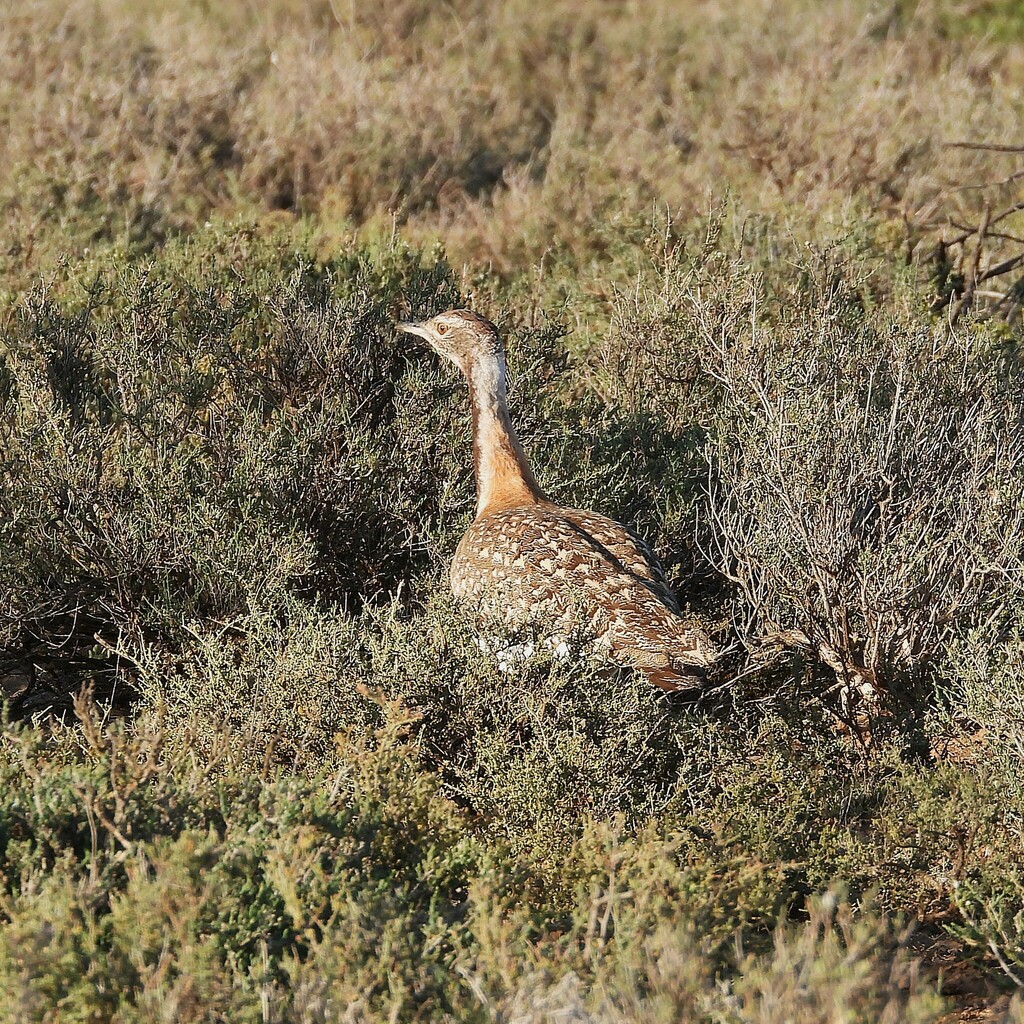 Ludwig's Bustard from Graaff-Reinet, South Africa on December 19, 2024 ...
