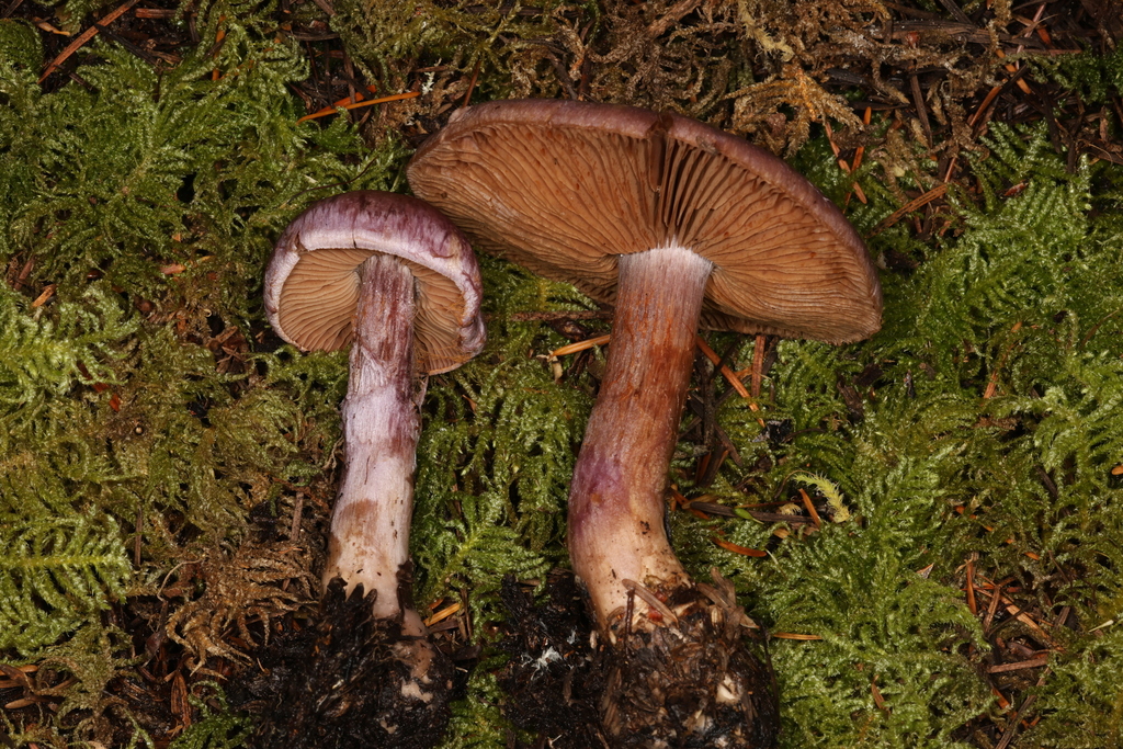 gassy webcap from Randle, WA 98377, USA on November 02, 2024 at 07:06 ...