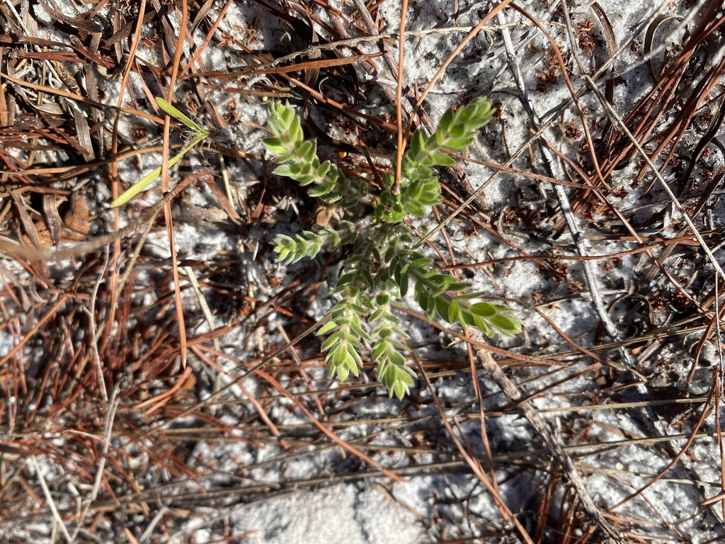 Nodding Pinweed in December 2024 by Mary James · iNaturalist