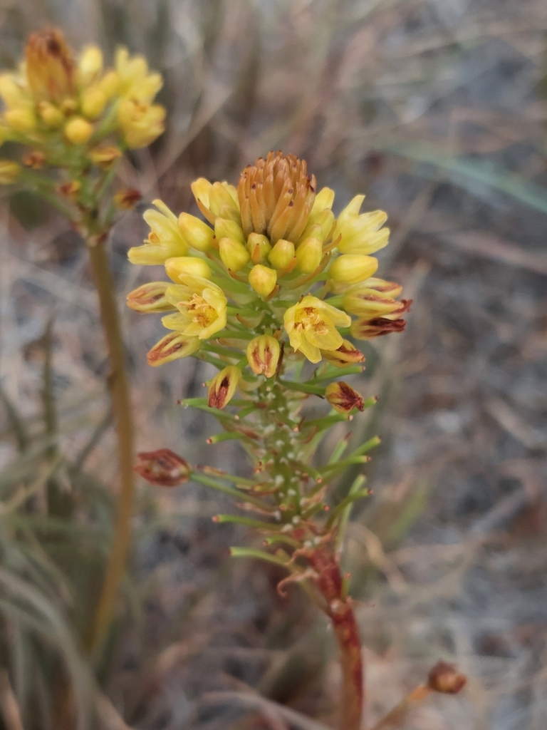 Yellow Cat's Tail from Bloemfontein, South Africa on December 22, 2024 ...