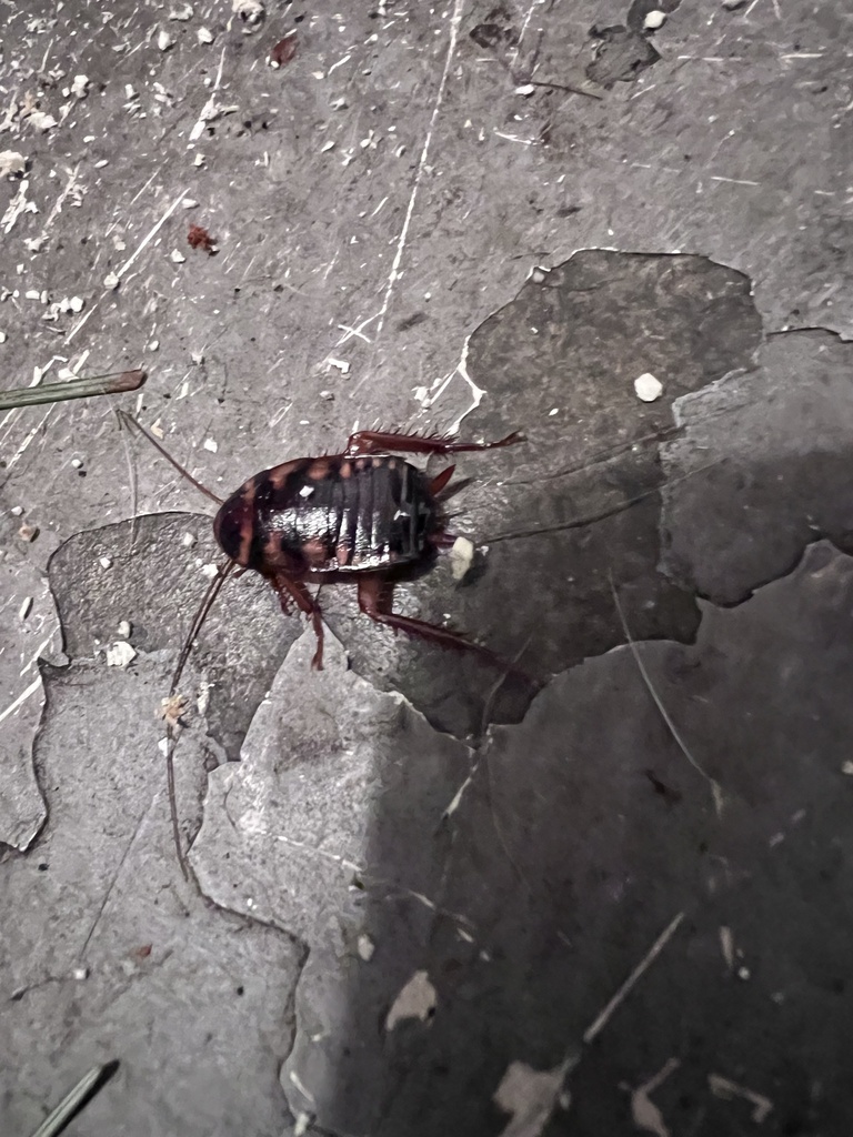 Australian Cockroach from Skokomish Way NE, Olympia, WA, US on December ...