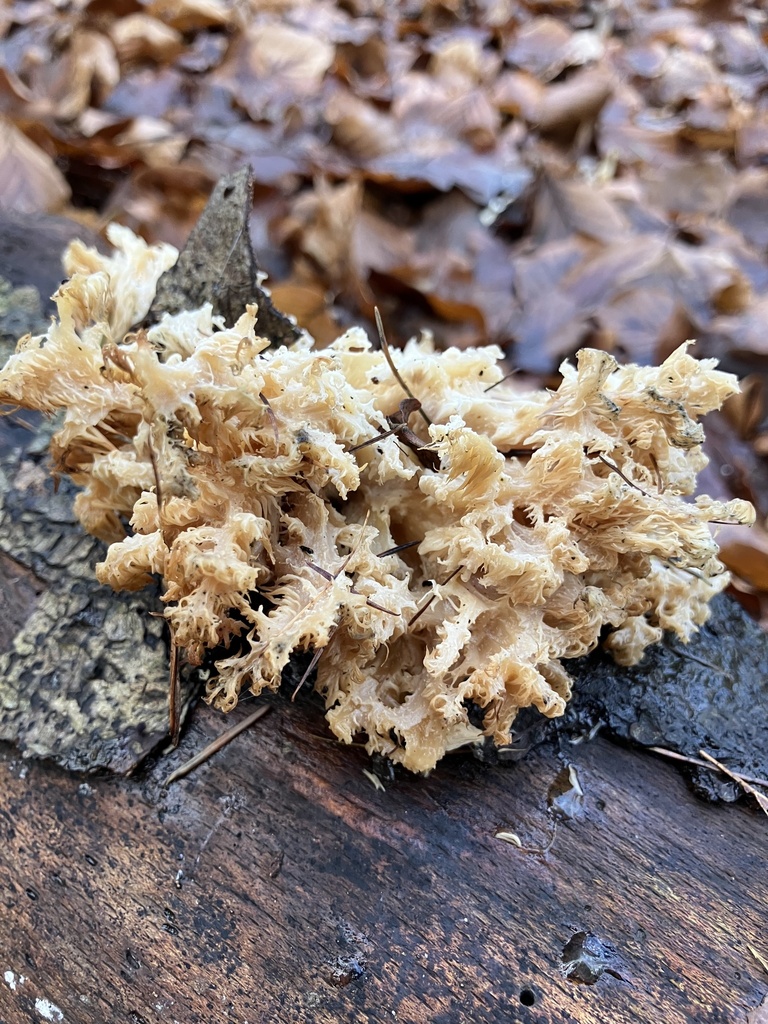Coral tooth fungus from Naturpark Lauenburgische Seen, Fredeburg ...