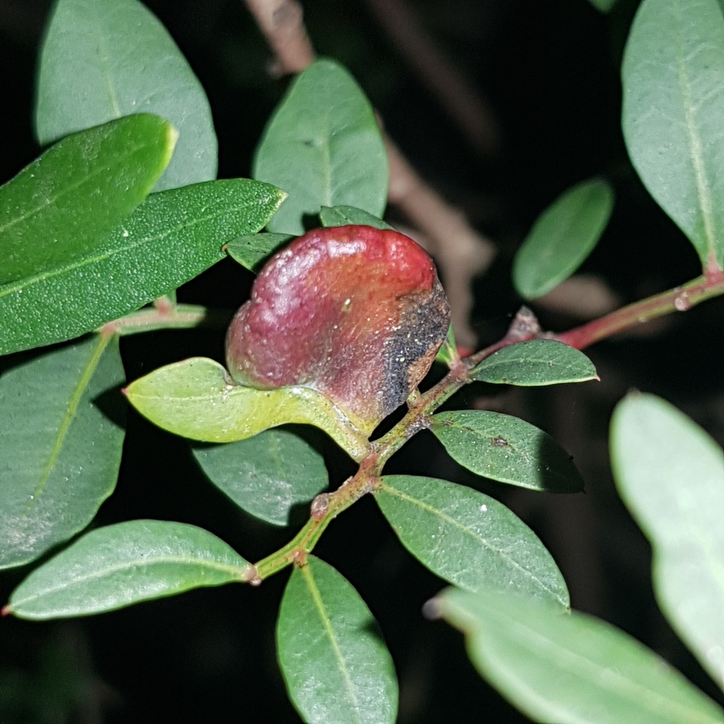 Mealy Grass Root Aphid in December 2024 by Charcos Companhia · iNaturalist