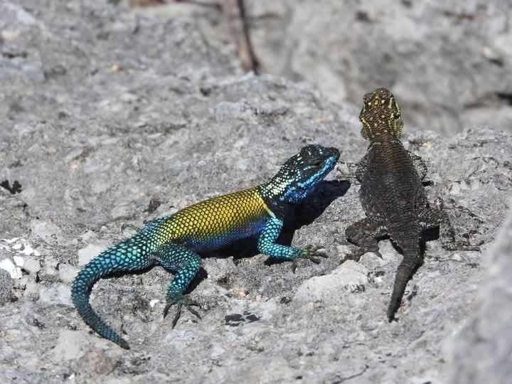 Minor Lizard from 79927 S.L.P., México on December 22, 2024 at 11:56 AM ...