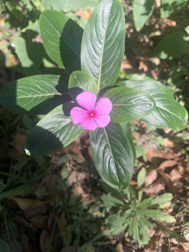 Madagascar Periwinkle from Sweat Loop Rd, Wimauma, FL, US on December ...