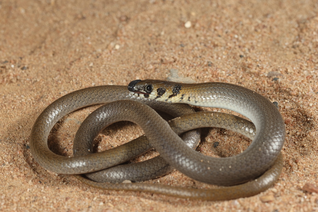 Leaden Delma from Millmerran Inglewood Rd, Canning Creek, QLD, AU on ...