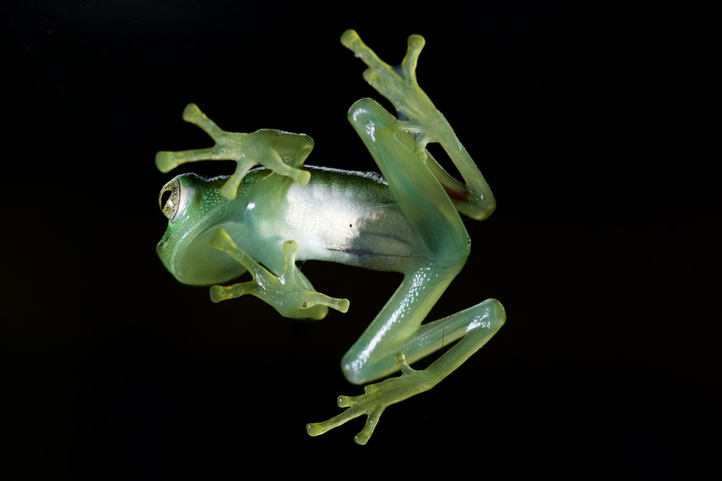 Cochran Frog in December 2024 by Jose Granizo · iNaturalist