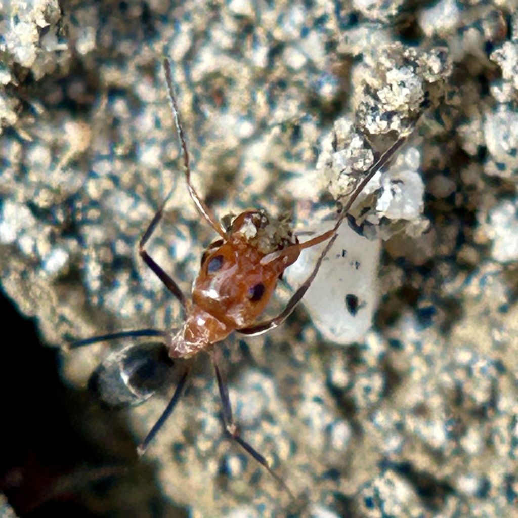 Bicolored Pyramid Ant from Shadow Valley Rd, Palm Desert, CA, US on ...
