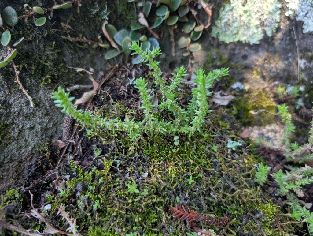 Australian Stonecrop from Mount Colliery QLD 4370, Australia on ...