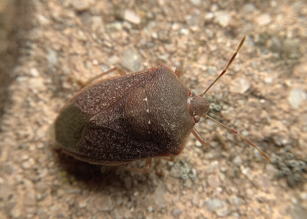 Southern Green Stink Bug from Losar de la Vera, Caceres, ES on December ...