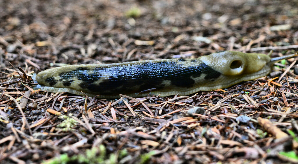 Pacific Banana Slug from South Fork Skykomish River, Washington, USA on ...