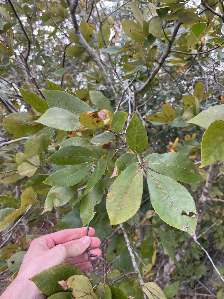 Scrub Hickory in December 2024 by naturedom12 · iNaturalist