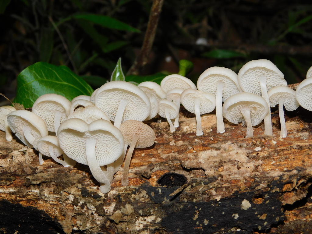 Filoboletus from Buderim, QLD, AU on December 23, 2024 at 08:14 AM by ...