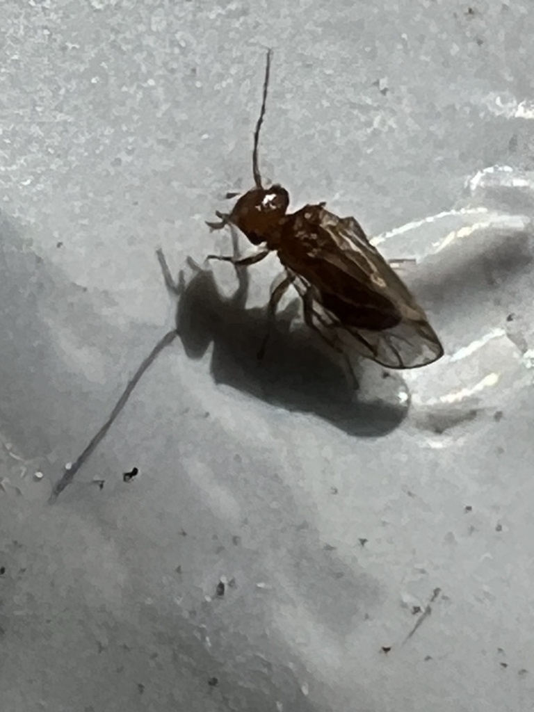 Stout Barklice from Barn Swallow Dr, Austin, TX, US on December 22 ...