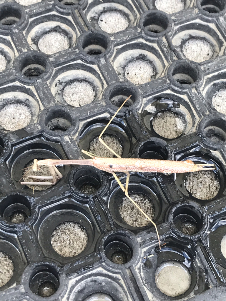 Australian Grass Mantises from Tamworth on December 22, 2024 at 04:41 ...