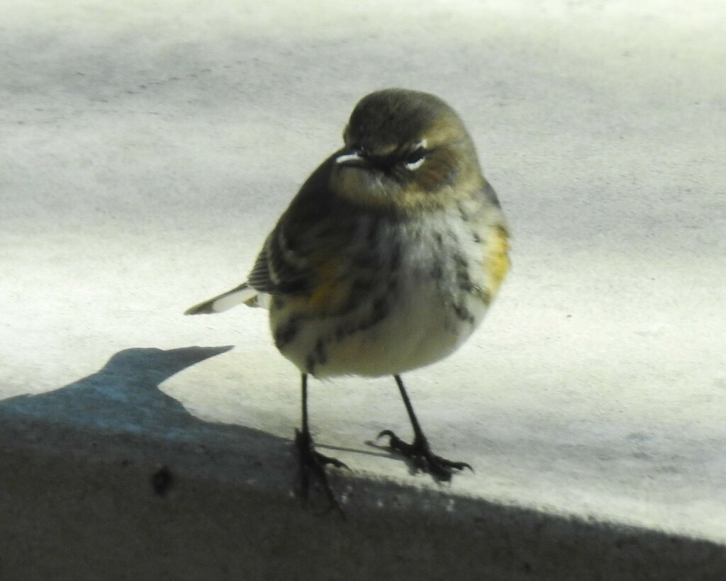 Yellow-rumped Warbler from Crestwood, Fort Worth, TX 76107, USA on ...