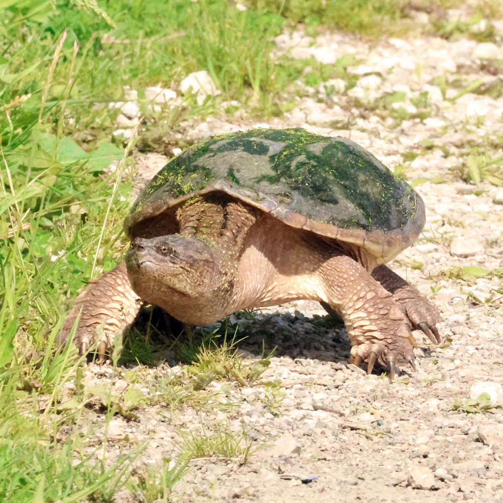 Common Snapping Turtle from Luna Pier, MI, USA on May 13, 2024 at 04:19 ...