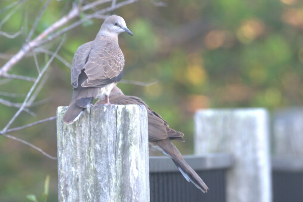 Spotted Dove from Tweed - Tweed-Heads, New South Wales, Australia on ...