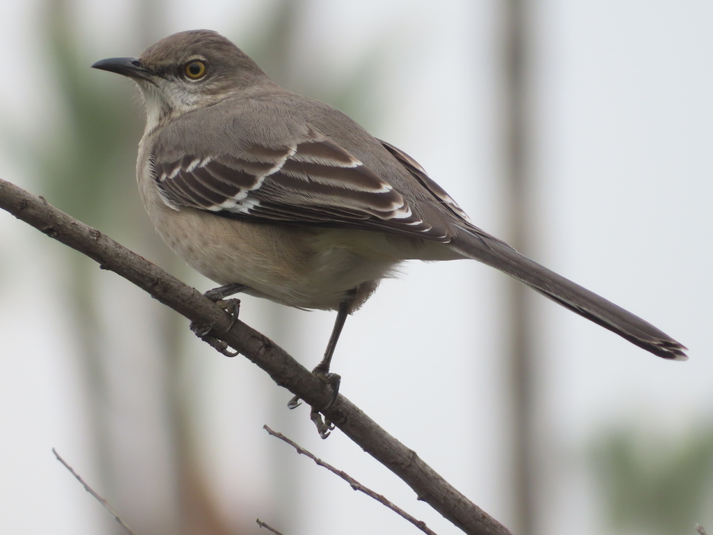 Northern Mockingbird from Mountain View, CA, USA on December 22, 2024 ...