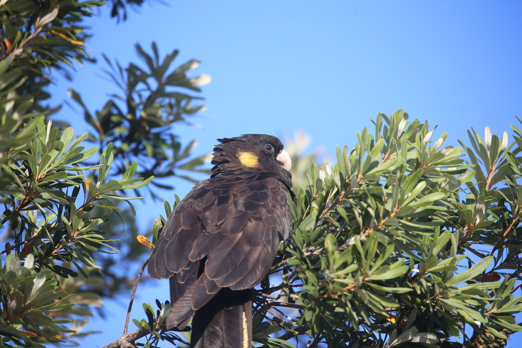 Yellow-tailed Black Cockatoo from Tweed Heads NSW, Australia on ...