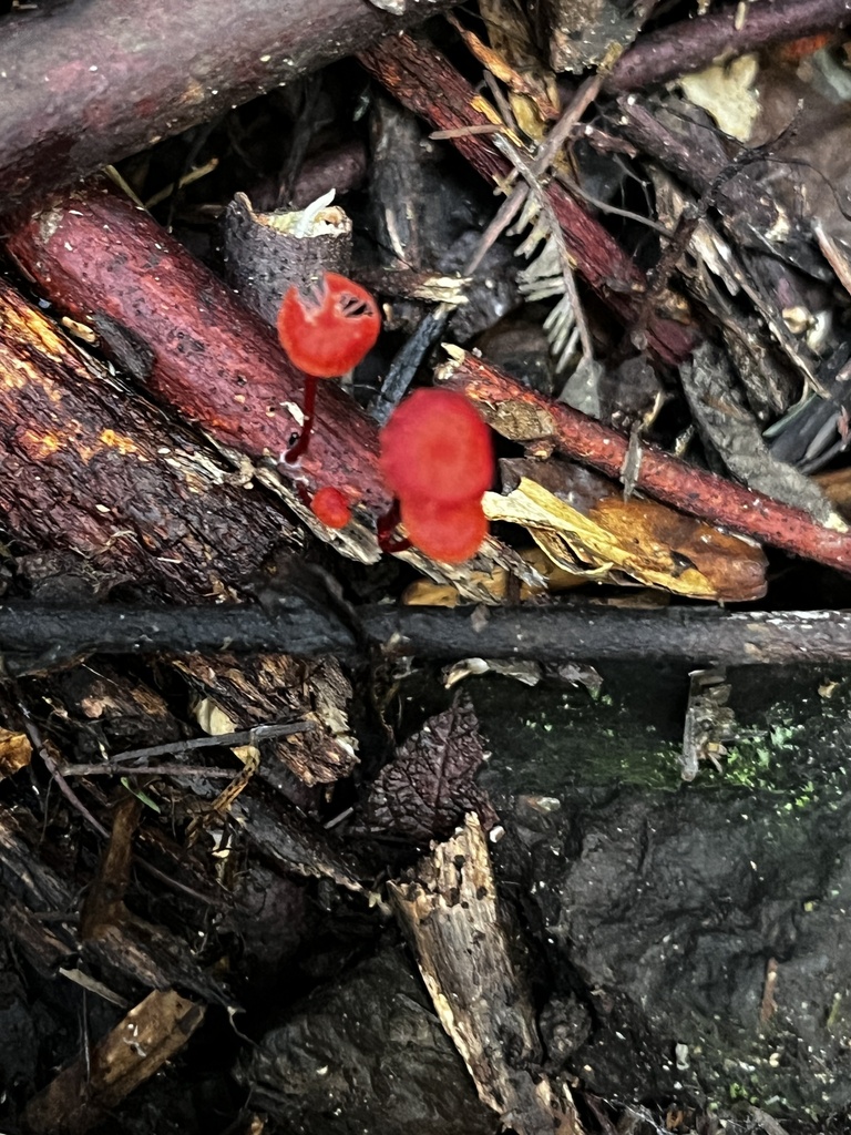 ruby bonnet from Bunjil Ward, Kinglake, VIC, AU on December 11, 2024 at 09:29 AM by minji6114 ...