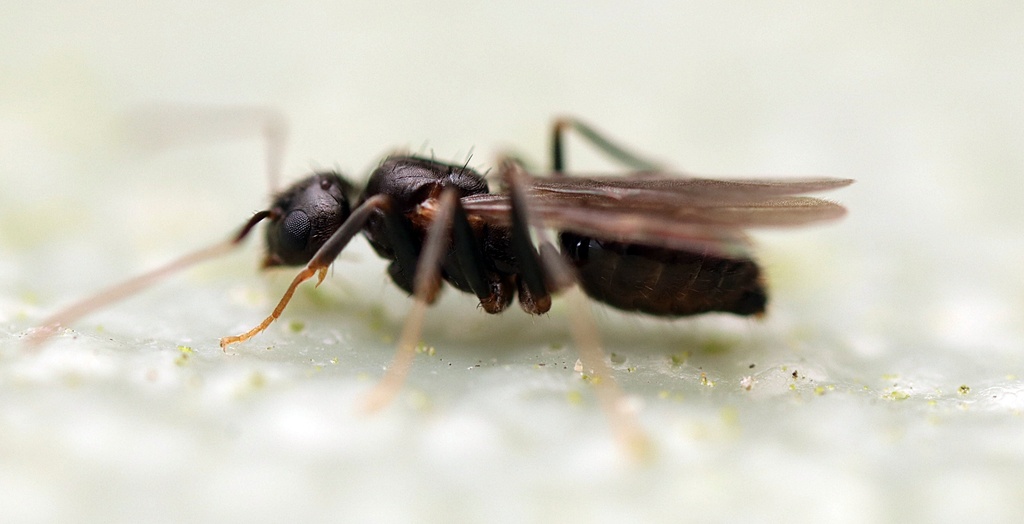 Ants from Ruawai, New Zealand on December 12, 2024 at 04:55 PM by Tom ...