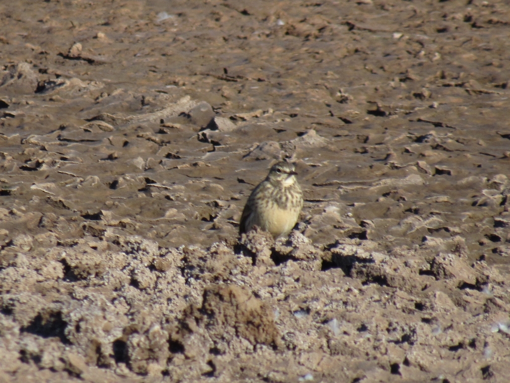 American Pipit from Hermosillo, Son., México on December 22, 2024 at 09 ...