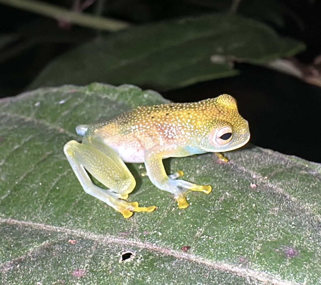 Granular Glass Frog in December 2024 by Matt Berger · iNaturalist