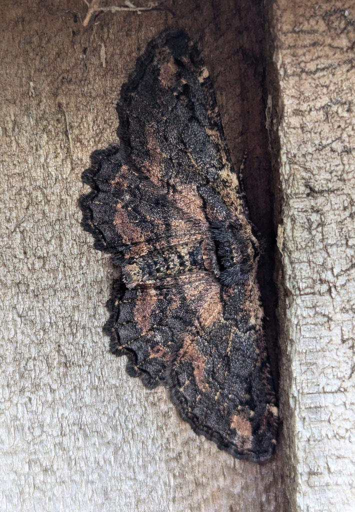 Sinister Moth in December 2024 by buggygal · iNaturalist