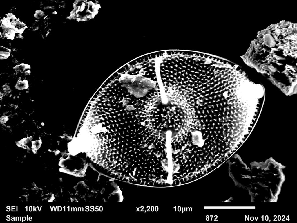 Odontella turgida from Golden Beach QLD 4551, Australia on November 10, 2024 at 10:57 AM by ...