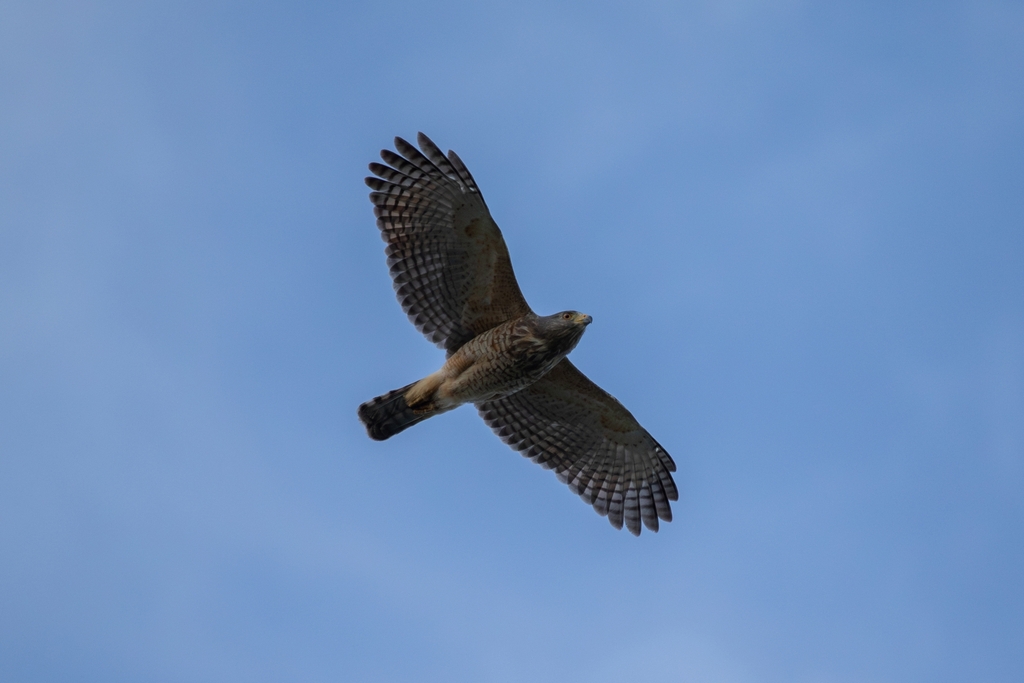 Roadside Hawk from 77422 Q.R., México on December 22, 2024 at 09:28 AM ...